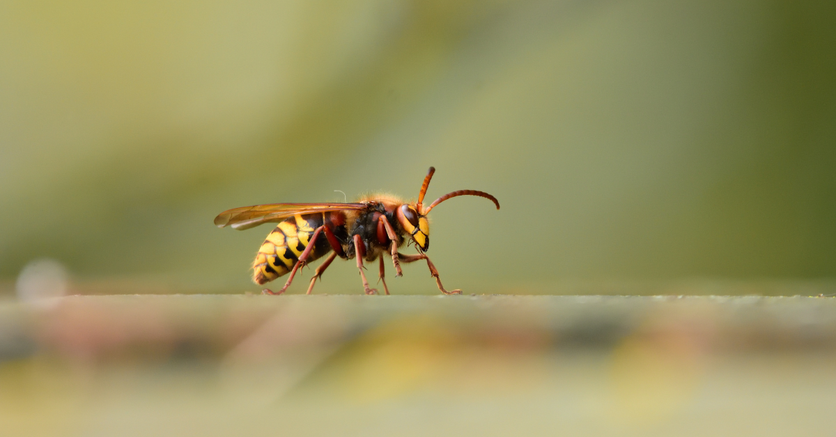 Hold haven hvepsefri – 5 gode råd - Astma-Allergi Danmark