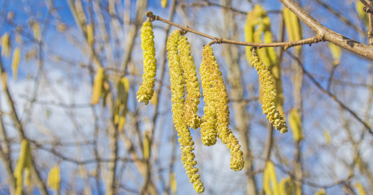 Pollensæsonen er i gang - Astma-Allergi Danmark