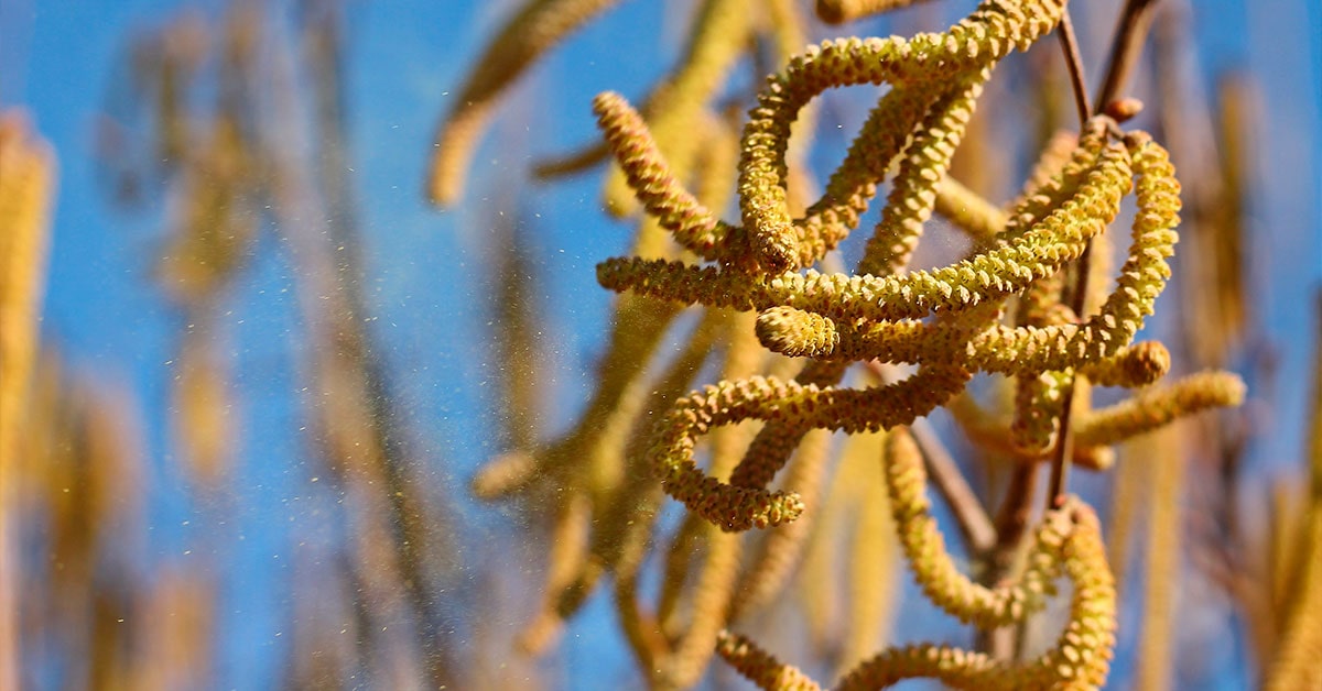 Hvad er pollenallergi? - Astma-Allergi Danmark