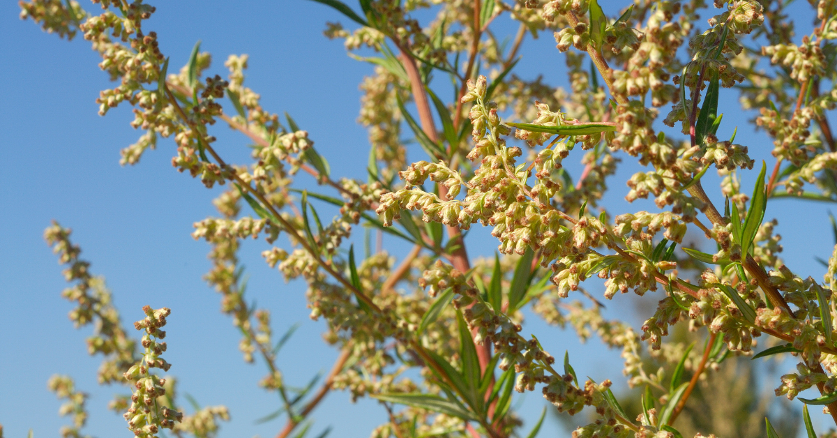 Nu blomstrer årets sidste pollenplage - Astma-Allergi Danmark