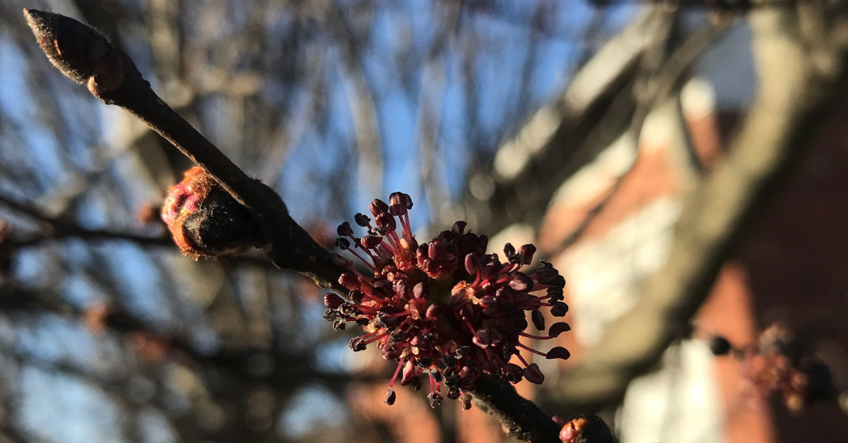 Sæsonen for elmepollen er i gang - Astma-Allergi Danmark