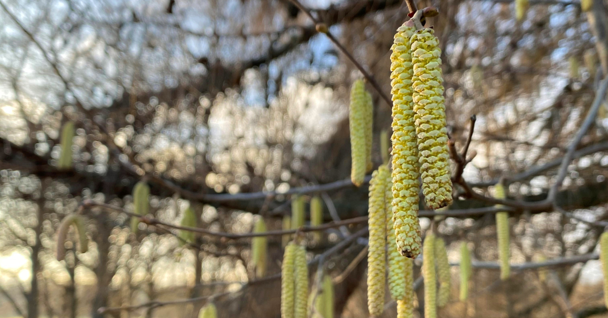 Årets pollensæson er begyndt - Astma-Allergi Danmark